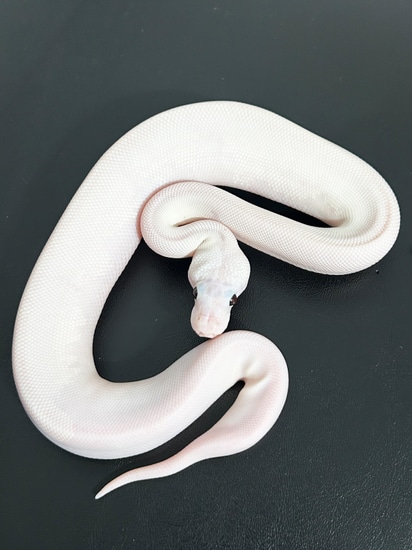 Blue Eyed Lucy Ball Python by Hagerstown Scales & Tails