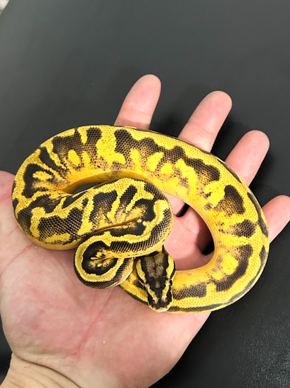 Pastel Enchi Yb Pied Ball Python by Hagerstown Scales & Tails
