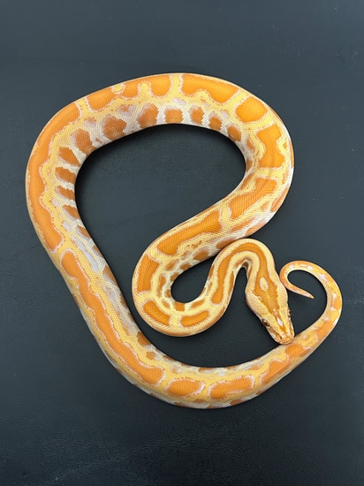 Albino Het Green Burmese Python by Hagerstown Scales & Tails