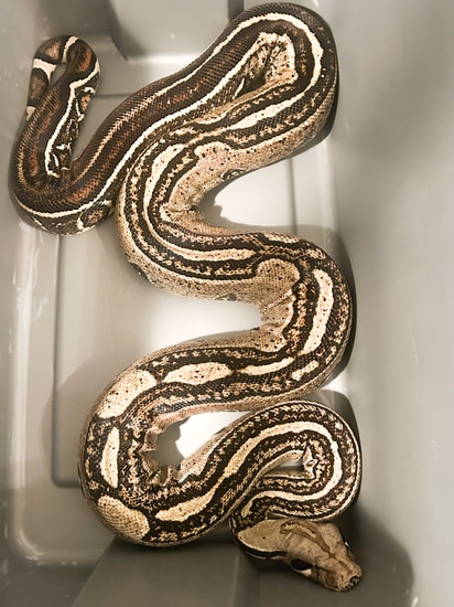 Aztec Boa Boa Constrictor by Hagerstown Scales & Tails