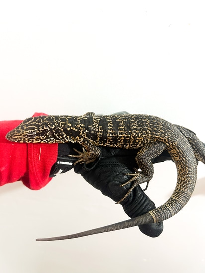 Gold Tegu Columbian Tegus by Hagerstown Scales & Tails