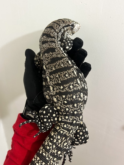 CB Argentine Black & White Tegu Argentine Tegus by Hagerstown Scales ...