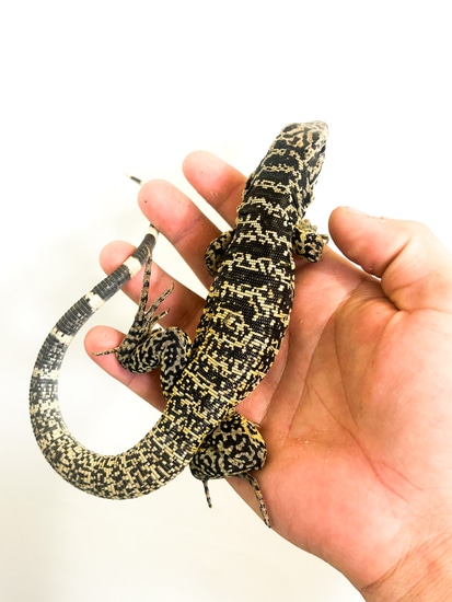 Gold Tegu Columbian Tegus by Hagerstown Scales & Tails