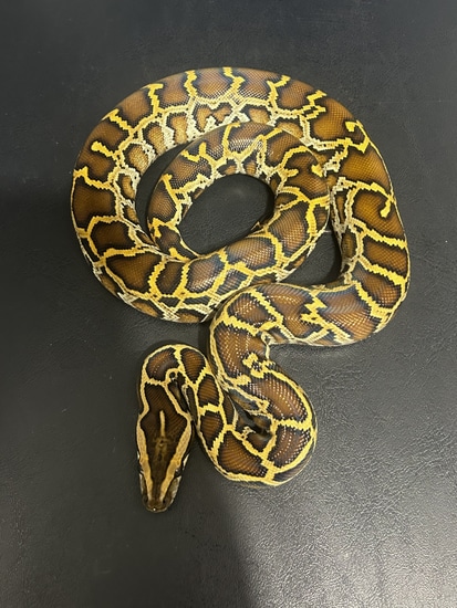 Burmese Python Het Caramel by Hagerstown Scales & Tails