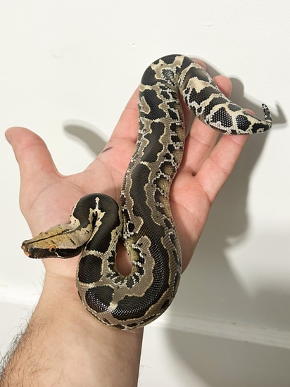 Chrome Sumatran Blood Python Sumatran Short-Tailed Python by Hagerstown ...
