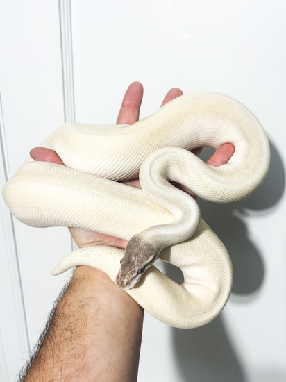 Blue Eyed Lucy Ball Python by Hagerstown Scales & Tails