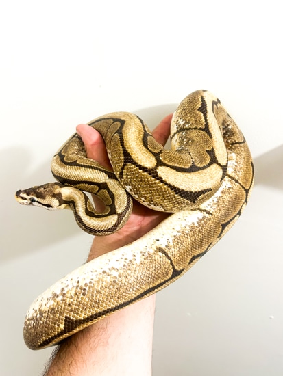 Fire Spider Ball Python by Hagerstown Scales & Tails