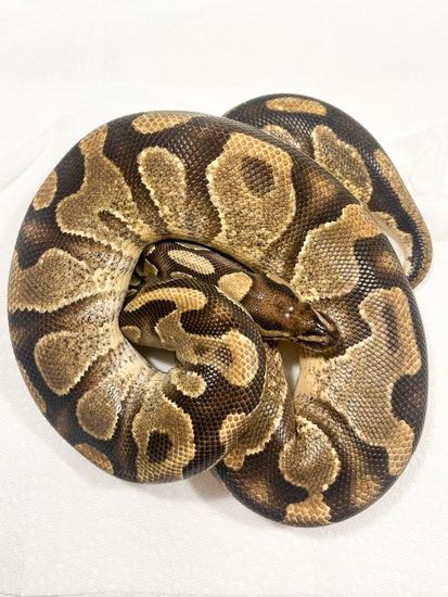 Enchi YB Ball Python by Hagerstown Scales & Tails