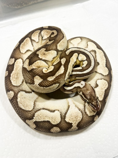 Pastel Lesser Ball Python by Hagerstown Scales & Tails