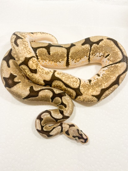 Bumble Bee Ball Python by Hagerstown Scales & Tails