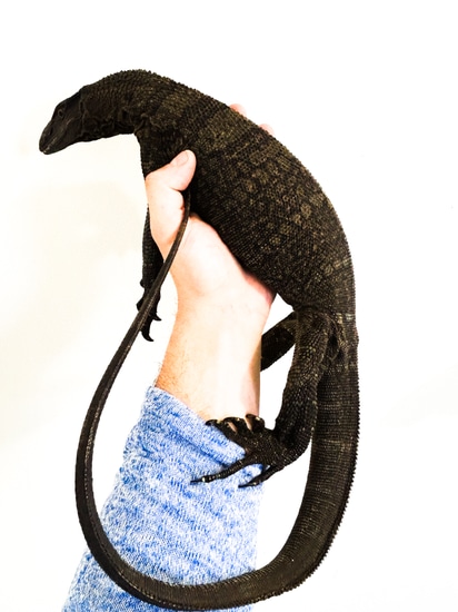 Black Rough Neck Monitor (Friendly!!) Black Roughneck Monitor by ...