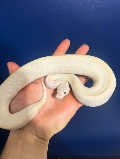 Pinstripe Blue Eyed Lucy Ball Python by Hagerstown Scales & Tails