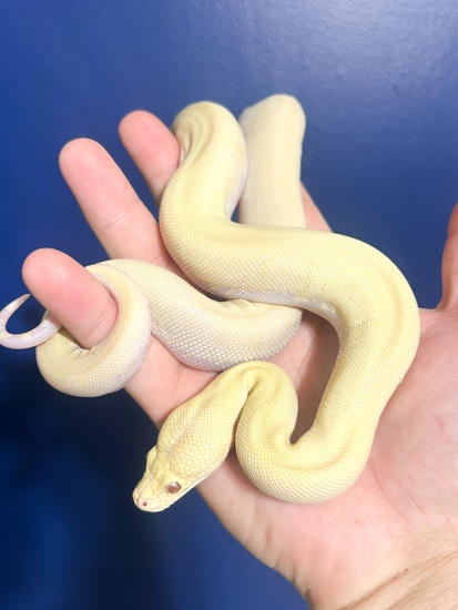 Blizzard Burmese Python by Hagerstown Scales & Tails