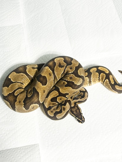 Super Enchi Ball Python by Hagerstown Scales & Tails