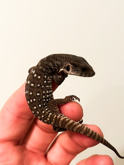 Savannah Monitor by Hagerstown Scales & Tails