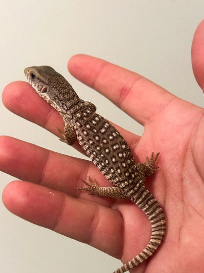 Savannah Monitor by Hagerstown Scales & Tails