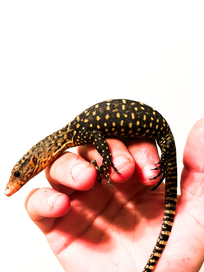 Quince Monitor Other Monitor by Hagerstown Scales & Tails