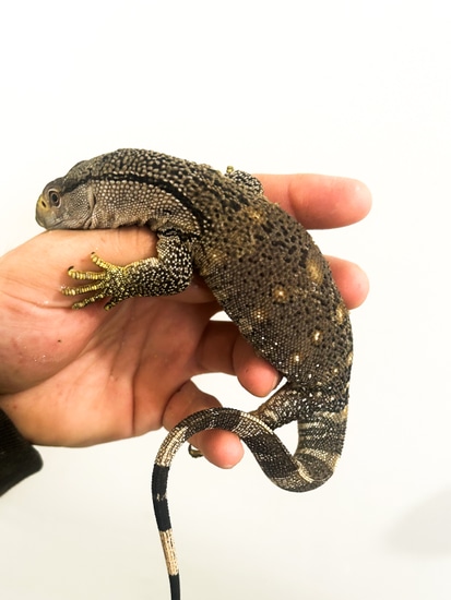 Black-Throated Monitor by Hagerstown Scales & Tails