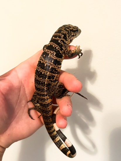 Gold Tegu Columbian Tegus by Hagerstown Scales & Tails