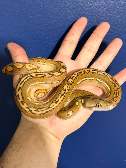 Orange Ghost Striped Sunfire Retic Reticulated Python by Hagerstown ...