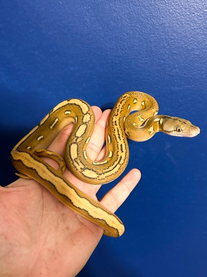 Orange Ghost Striped Sunfire Retic Reticulated Python by Hagerstown ...