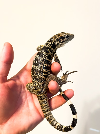 Gold Tegu Columbian Tegus by Hagerstown Scales & Tails