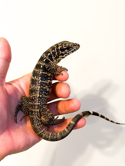 Gold Tegu Columbian Tegus by Hagerstown Scales & Tails