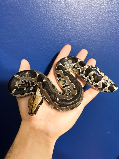 Chrome Sumatran Blood Python Sumatran Short-Tailed Python by Hagerstown ...