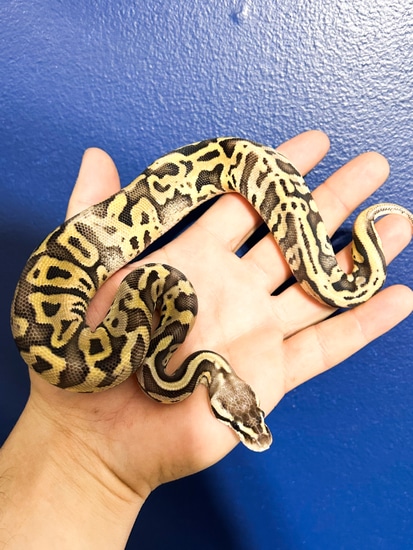 Pastel Leopard Yb Ball Python by Hagerstown Scales & Tails