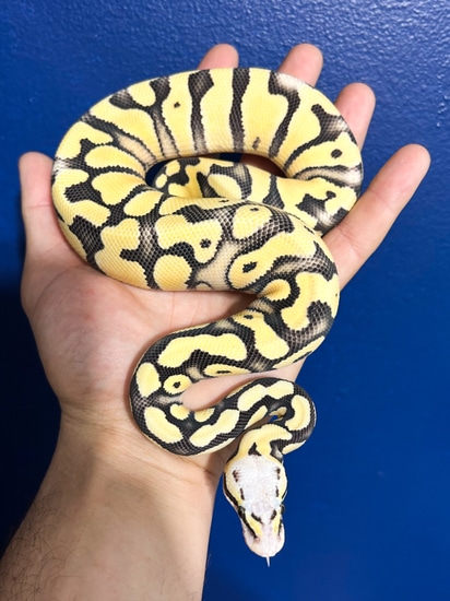 Super Pastel Desert Ghost 🔥 Ball Python by Hagerstown Scales & Tails