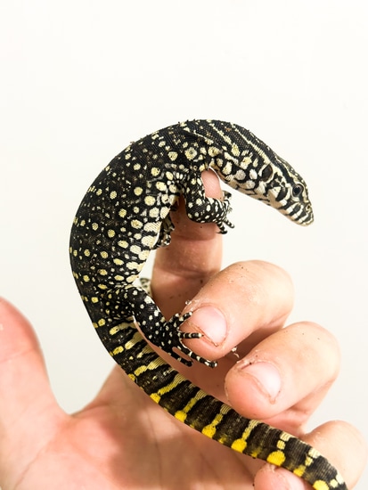 Nile Monitor Lizard by Hagerstown Scales & Tails