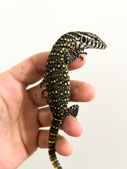 Nile Monitor Lizard by Hagerstown Scales & Tails