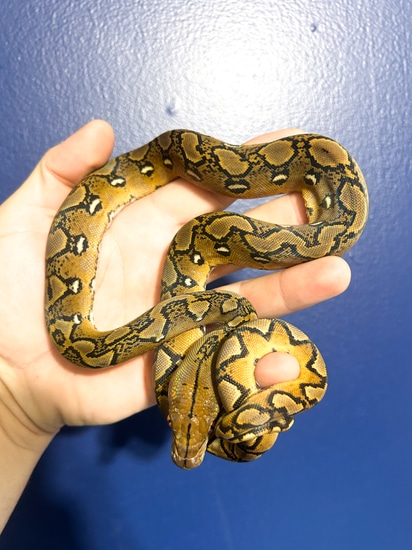 Sunfire Retic Het Albino Or Caramel 25% Sula Reticulated Python by ...