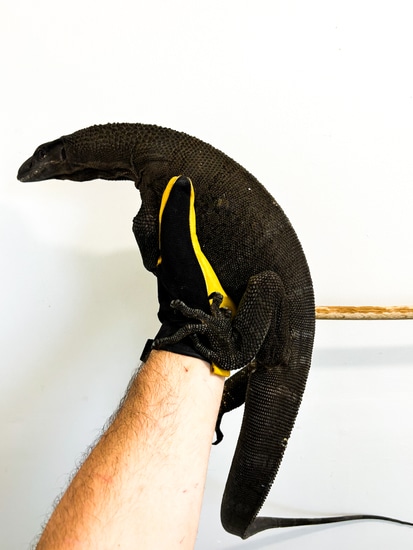 Black Rough Neck Monitor Black Roughneck Monitor by Hagerstown Scales ...