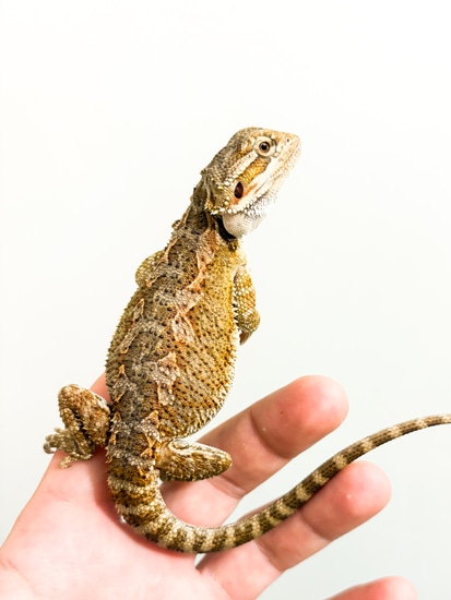 Red/Stripe Bearded Dragon Central Bearded Dragon by Hagerstown Scales ...