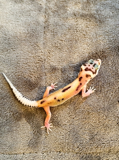 Oddball Fancy Leopard Gecko by Hagerstown Scales & Tails