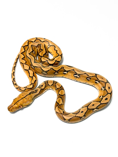 Sunfire Retic Het Albino/Caramel Reticulated Python by Hagerstown ...