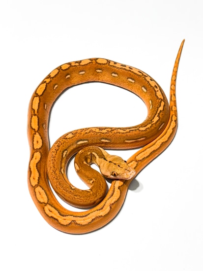 Orange Ghost Stripe Sunfire Retic Reticulated Python by Hagerstown ...