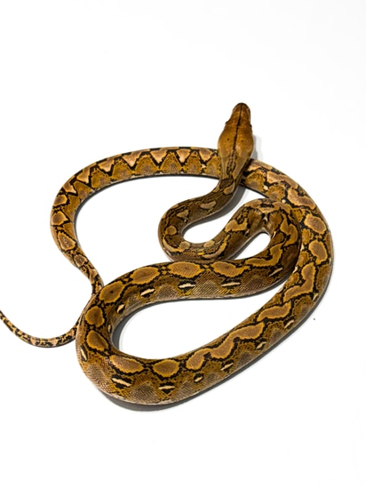Reticulated Python Het Albino/Caramel by Hagerstown Scales & Tails