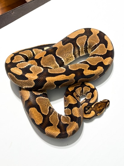 Classic Ball Python by Hagerstown Scales & Tails