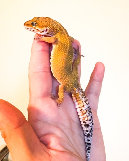 Tangerine Leopard Gecko by Hagerstown Scales & Tails