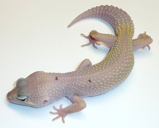 Leucistic Leopard Gecko by Hagerstown Scales & Tails