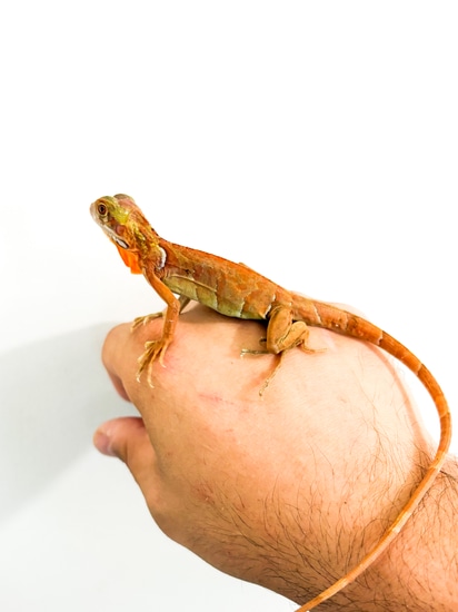 Orange Sunburst Zero Iguana Green Iguana by Hagerstown Scales & Tails