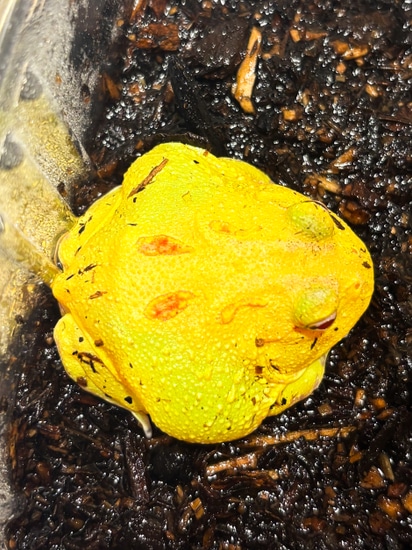 Pikachu Pac-Man Frog Pacman Frog by Hagerstown Scales & Tails