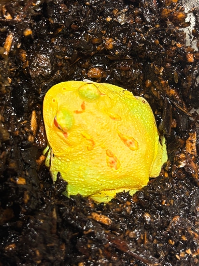 Pikachu Pac-Man Frog Pacman Frog by Hagerstown Scales & Tails