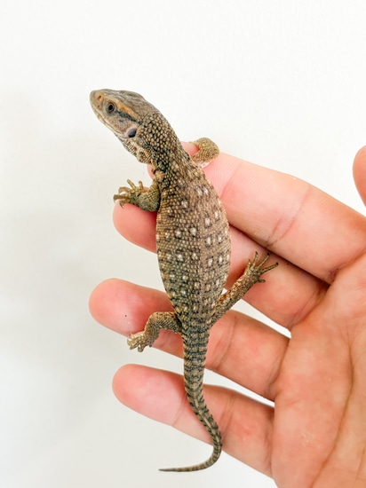 Savannah Monitor by Hagerstown Scales & Tails