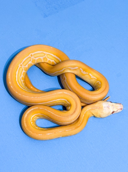 White Super Tiger Reticulated Python by Hagerstown Scales & Tails