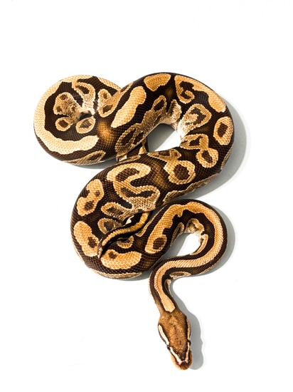 Honey Cypress Ball Python by Hagerstown Scales & Tails