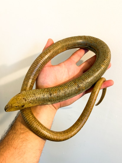 European Legless Lizard by Hagerstown Scales & Tails