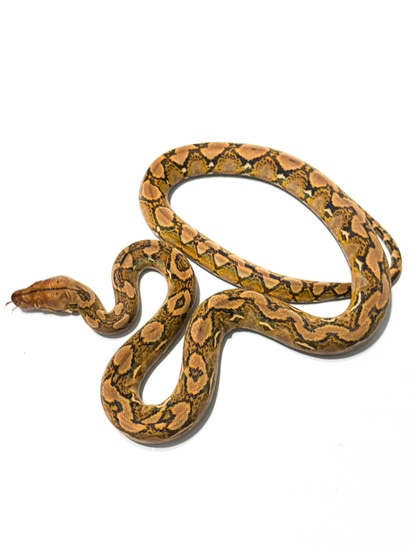 Reticulated Python Het Albino / Caramel by Hagerstown Scales & Tails